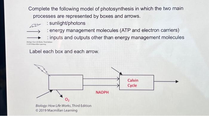 Complete the following model of photosynthesis in | Chegg.com