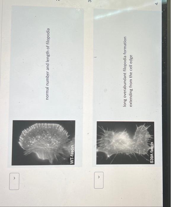 Solved reduced filopodia formation and normal filopodia | Chegg.com