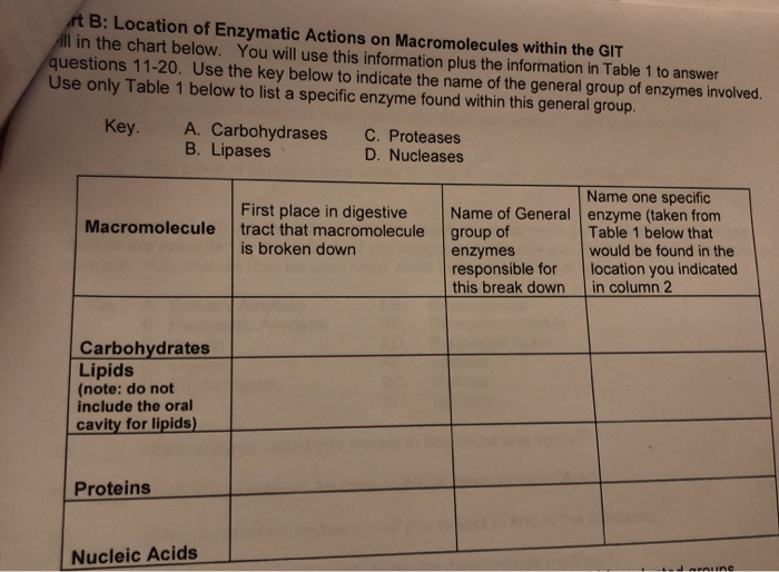 Solved it B: Location of Enzymatic Actions on Macromolecules | Chegg.com