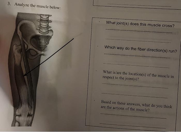 Solved 3. Analyze the muscle below: What joint(s) does this | Chegg.com