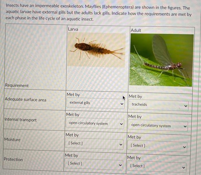 Solved Insects have an impermeable exoskeleton. Mayflies | Chegg.com