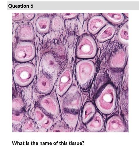 Solved What is the name of this tissue? Question 2 In what | Chegg.com