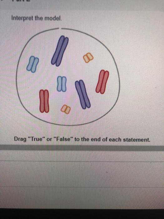 Solved Interpret the model. NI Drag "True" or "False" to the | Chegg.com