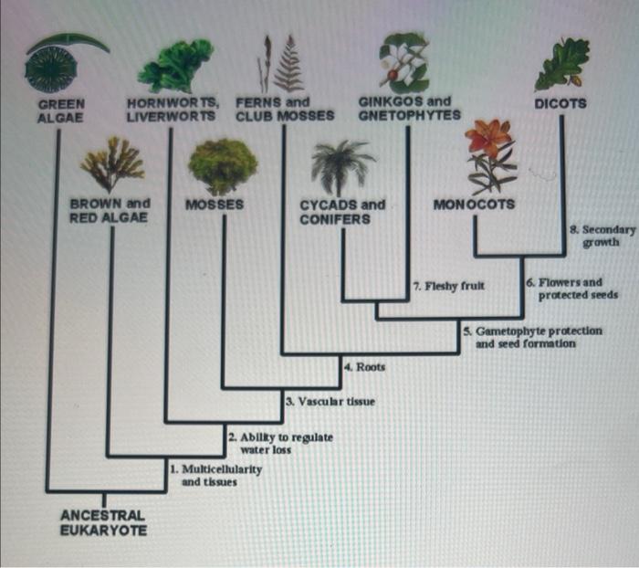 Solved 12. Follow the given character matrix and sketch a | Chegg.com