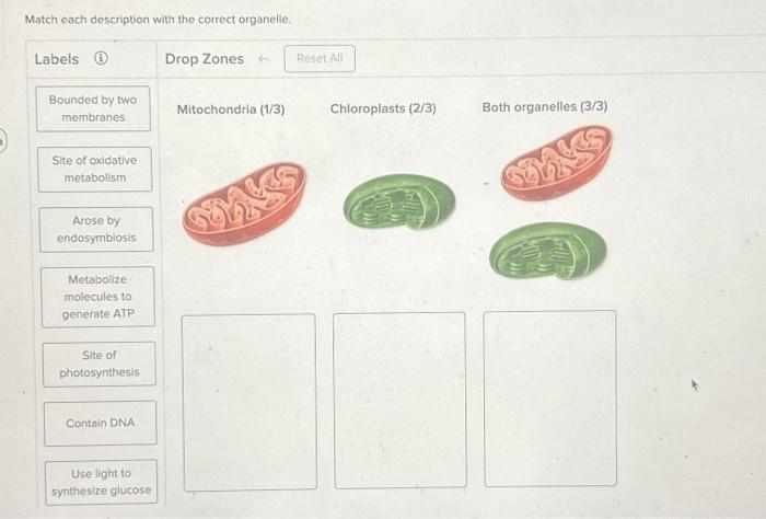 Solved O Match each description with the correct organelle. | Chegg.com