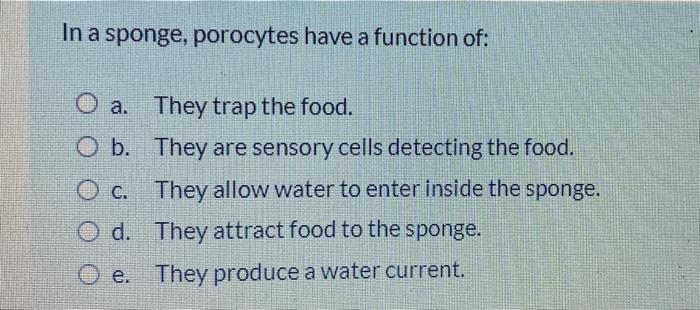 Solved In a sponge, porocytes have a function of: O a. They | Chegg.com