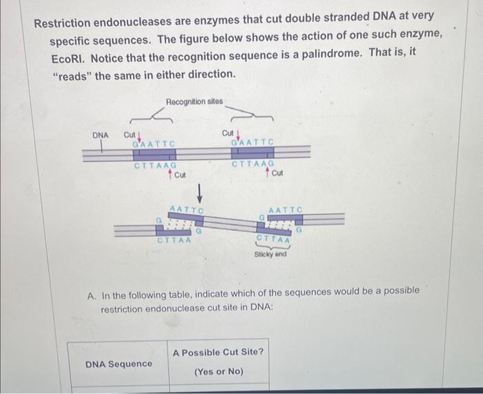 Solved Restriction endonucleases are enzymes that cut double | Chegg.com
