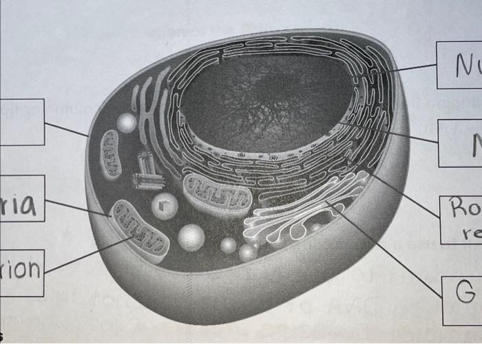 Solved Nucleclus Cell Wall Nucleus Mitochondria Rough | Chegg.com