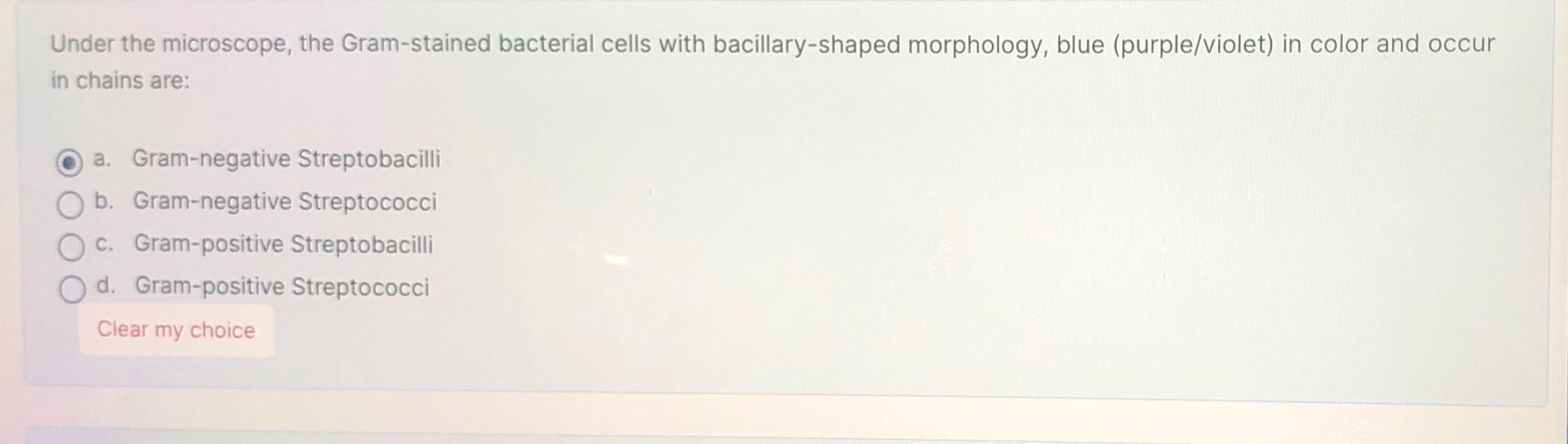 Solved Under the microscope, the Gram-stained bacterial | Chegg.com