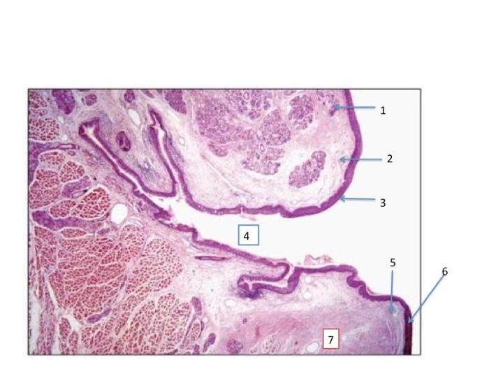 Solved RESPIRATORY SYSTEMA. identify the numbered pointed | Chegg.com