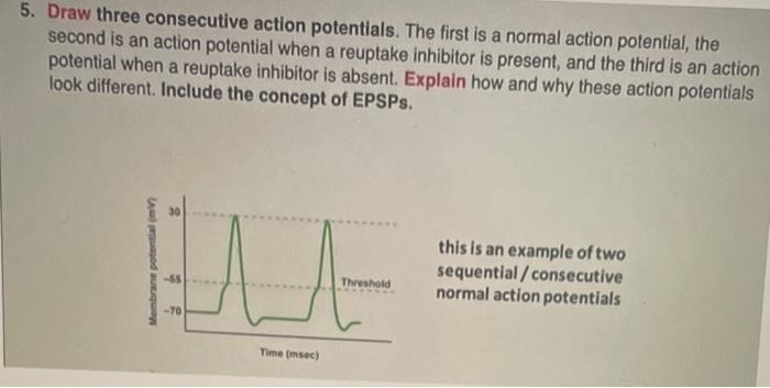 5. Draw three consecutive action potentials. The | Chegg.com