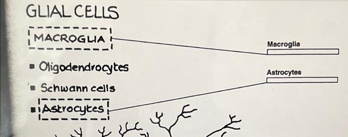Solved GLIAL CELLS MACROGLA Macroglia Astrocytes • | Chegg.com