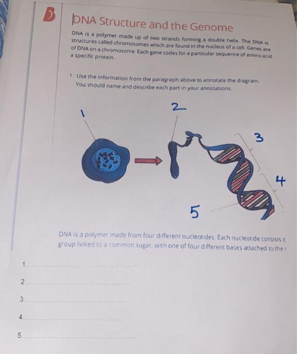 Solved DNA Structure and the Genome DNA is a polymer made up | Chegg.com