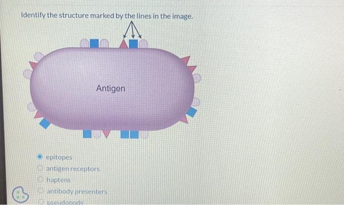 Solved Identify the structure marked by the lines in the | Chegg.com