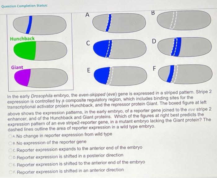 Solved Question Completion Status: A B Hunchback C D Giant E | Chegg.com