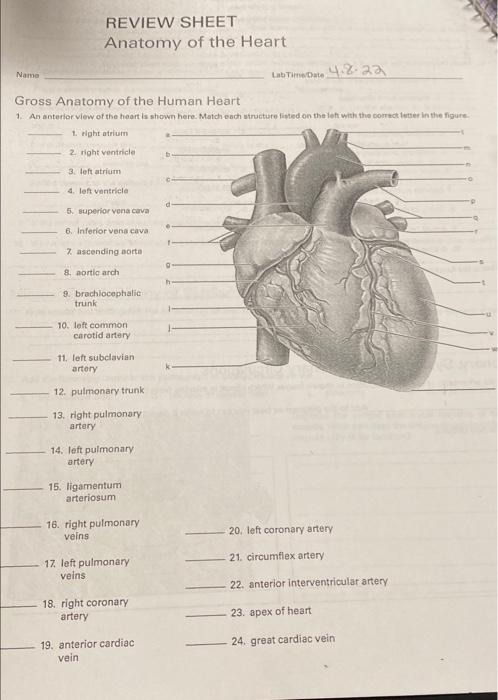 Solved Name REVIEW SHEET Anatomy of the Heart La Time Date | Chegg.com