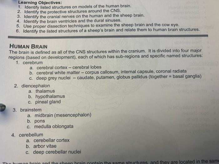 Solved Learning Objectives: 1. Identify listed structures on | Chegg.com