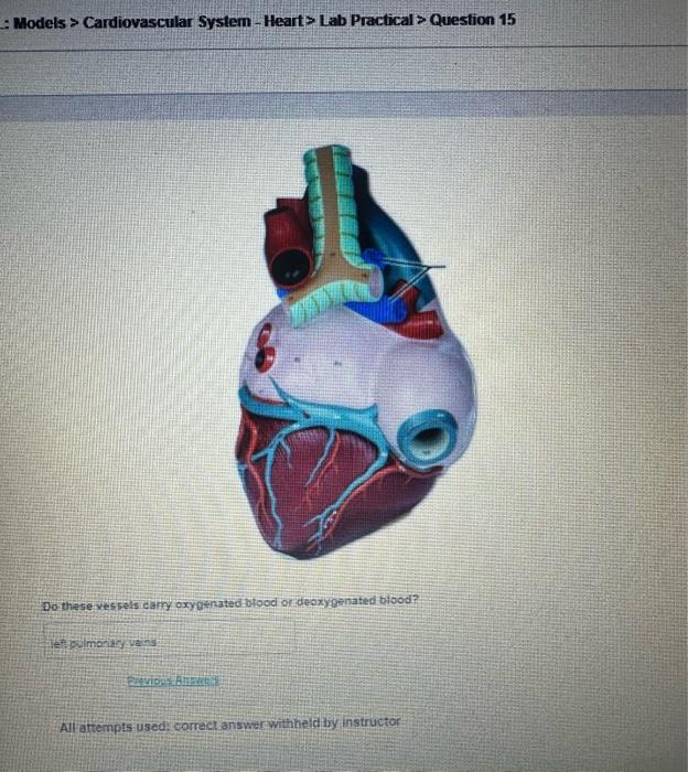 Solved ∴ Models > Cardiovascular System-Heart> Lab | Chegg.com