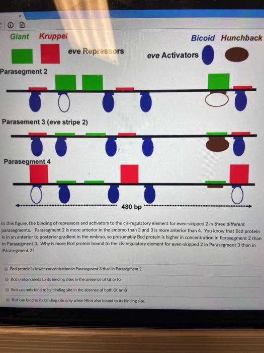 Solved Bicoid Hunchback Giant Kruppel eve Repressors eve | Chegg.com