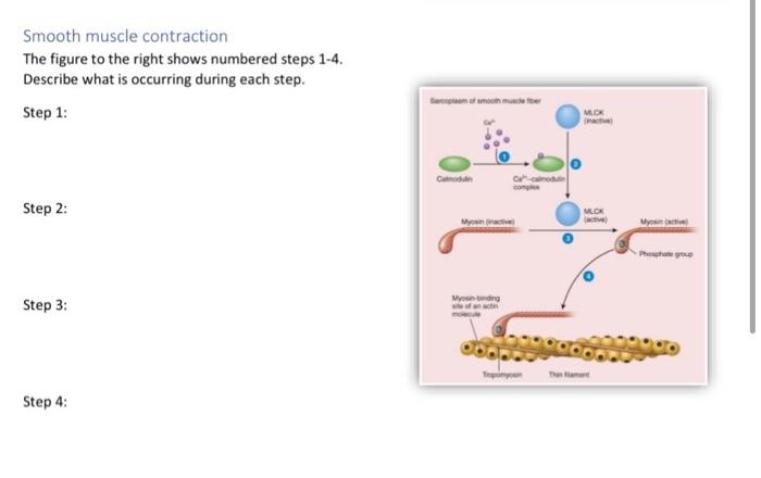 Solved Smooth muscle contraction The figure to the right | Chegg.com