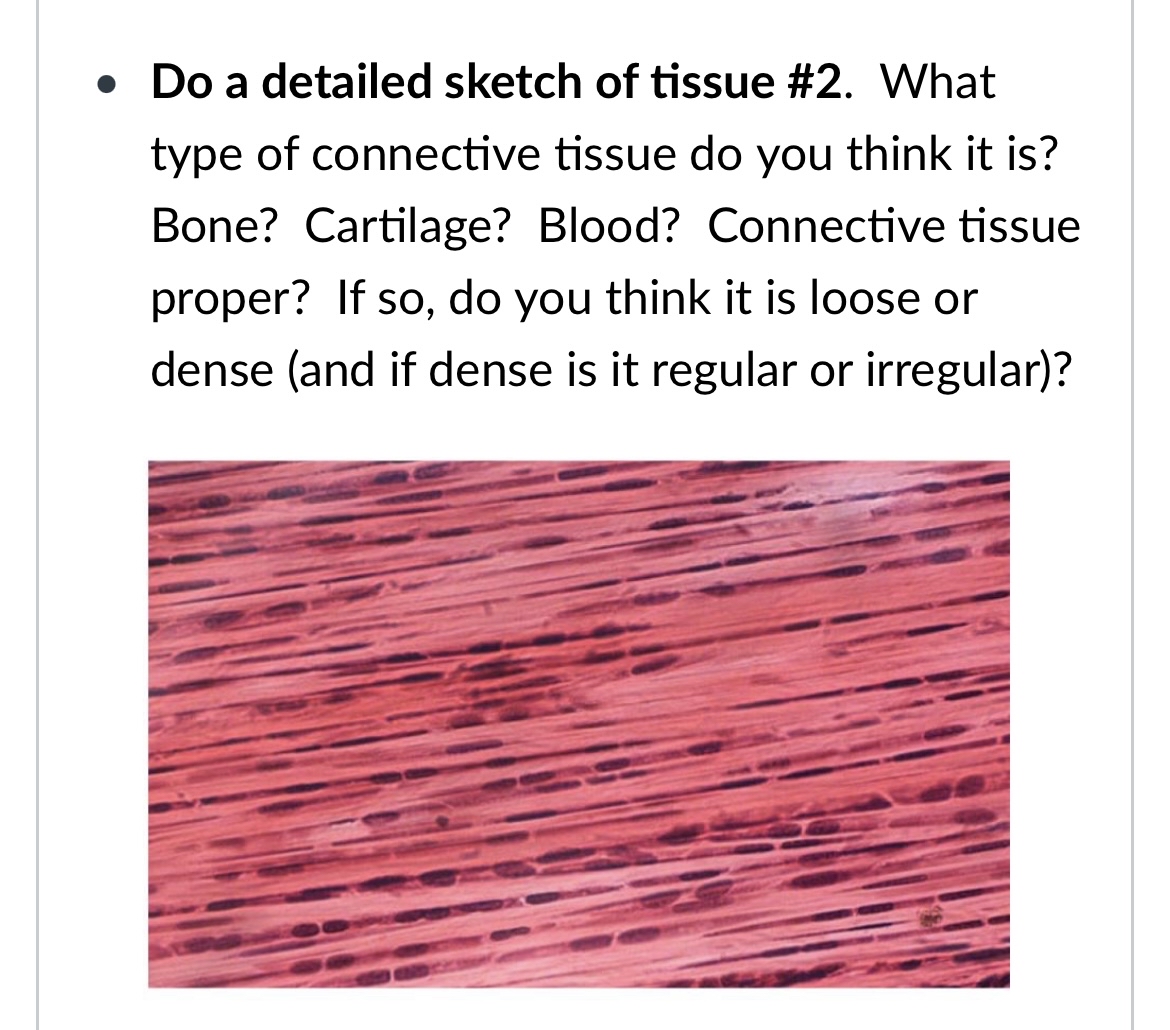 Solved Do a detailed sketch of tissue #2. ﻿What type of | Chegg.com