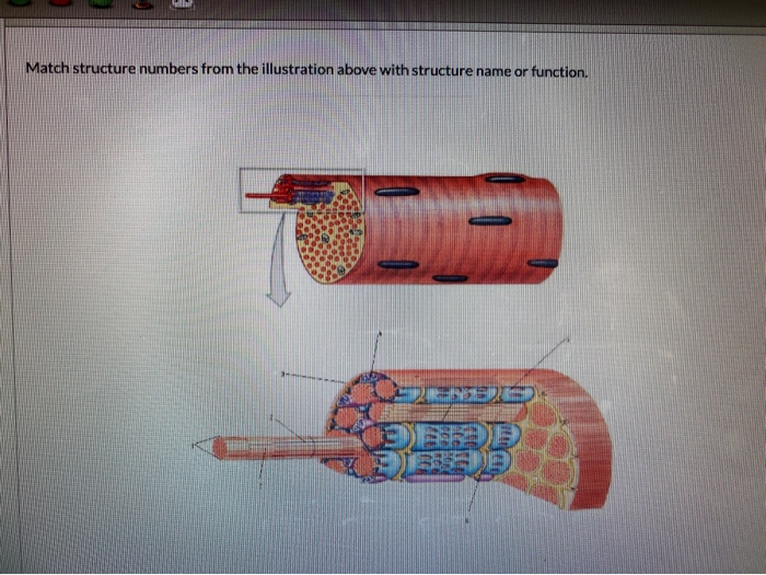 Solved Match structure numbers from the illustration above | Chegg.com