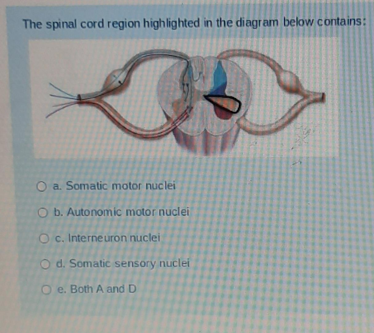 Solved The spinal cord region highlighted in the diagram | Chegg.com