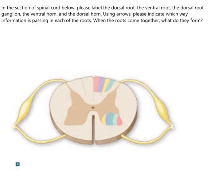 Solved In the section of spinal cord below, please label the | Chegg.com