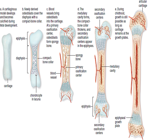 Solved: In the chapter case study, Paul Harahan accidentally dislo ...