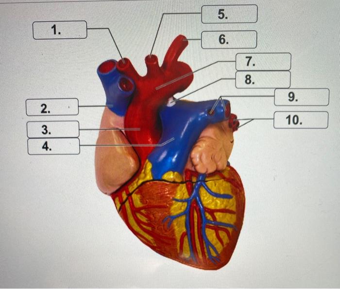 Solved A. left pulmonary veins B. brachiocephalic trunk C. | Chegg.com