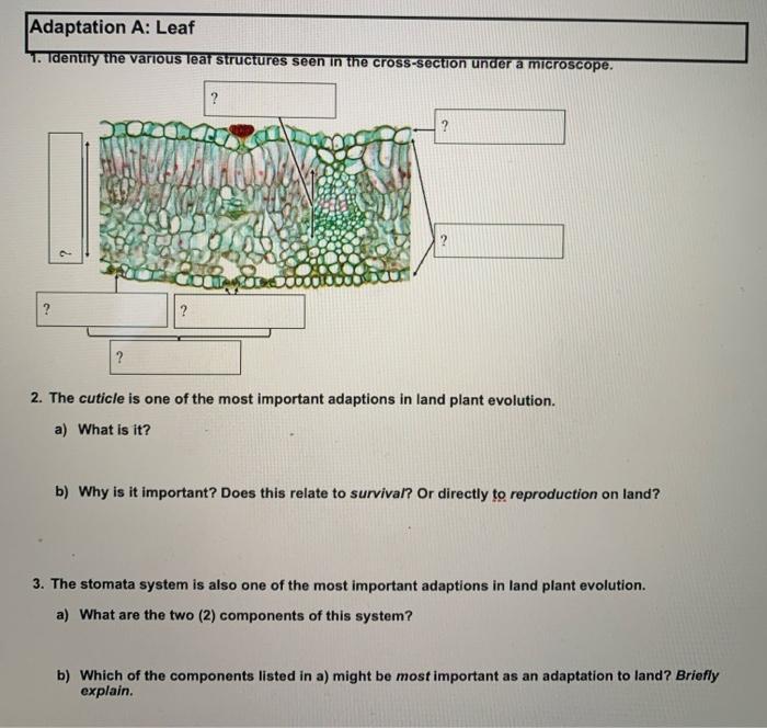 Solved Adaptation A: Leaf 1. Identify the various leat | Chegg.com