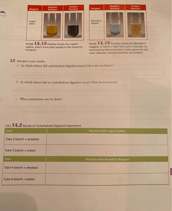 Solved Procedure 1 Test Carbohydrate Digestion In the | Chegg.com