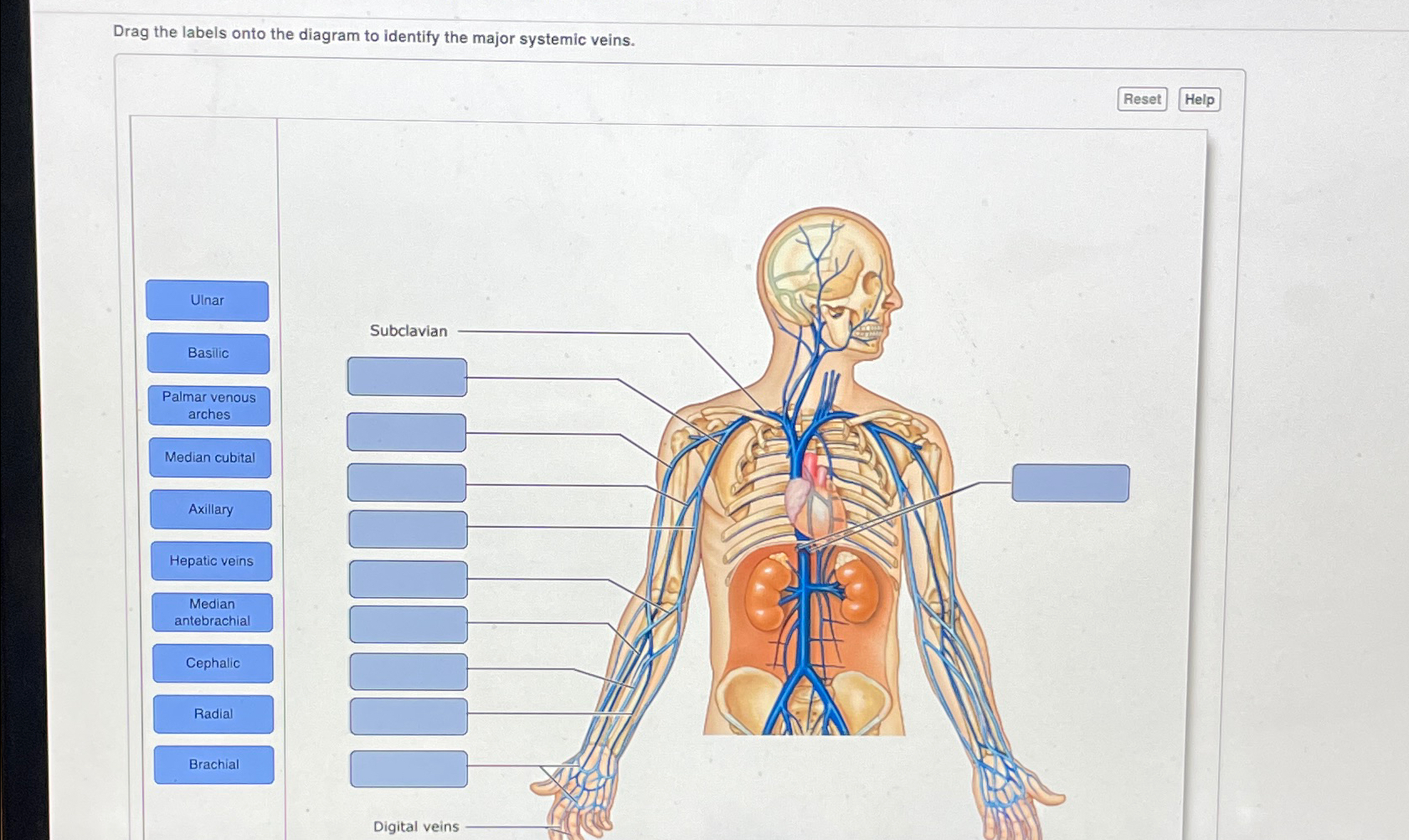 Solved Drag the labels onto the diagram to identify the | Chegg.com