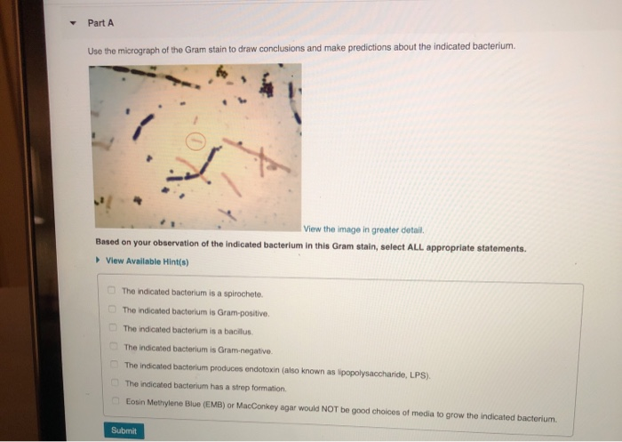 Solved Part A Use the micrograph of the Gram stain to draw | Chegg.com
