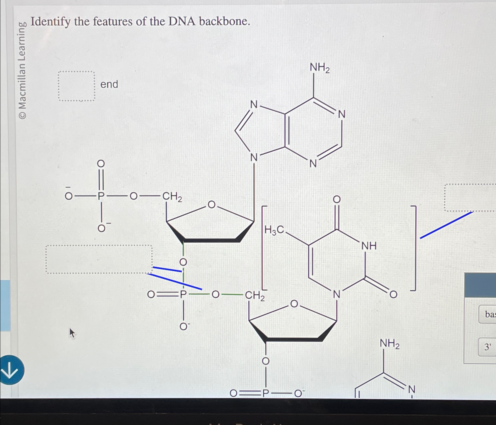 Solved Identify the features of the DNA backbone. end | Chegg.com