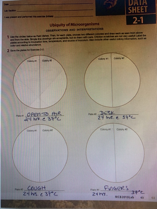 Lab Section DATA SHEET 2-1 Iwas present and performed | Chegg.com
