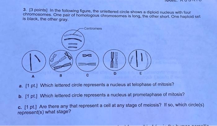 Solved 3. [3 points] In the following figure, the unlettered | Chegg.com