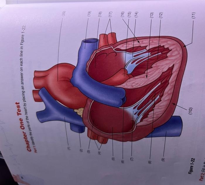 Solved identify the parts of the heart by placing an answer | Chegg.com