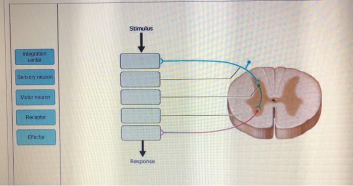Solved Stimulus I Integration center Il- Sensory neuron | Chegg.com