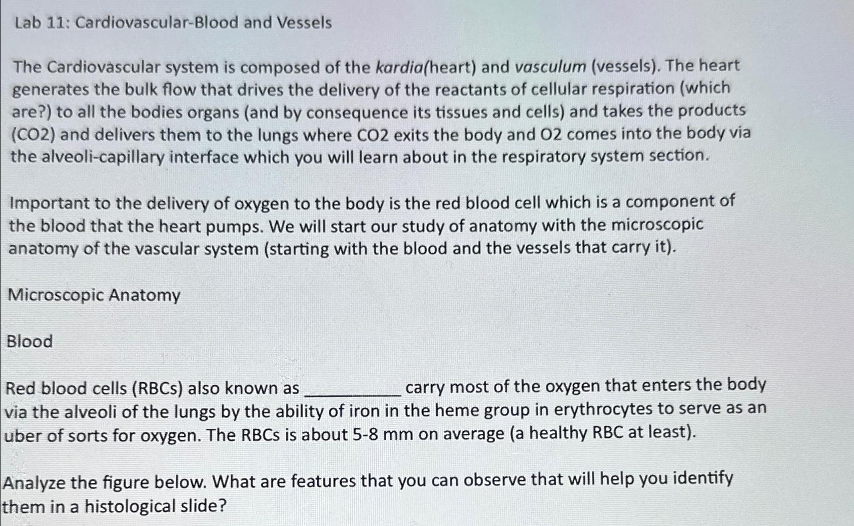 Solved Lab 11: Cardiovascular-Blood and VesselsThe | Chegg.com