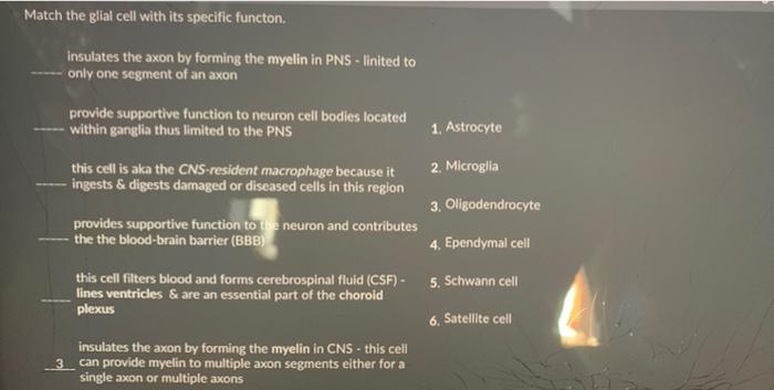 Solved Match the glial cell with its specific functon. | Chegg.com
