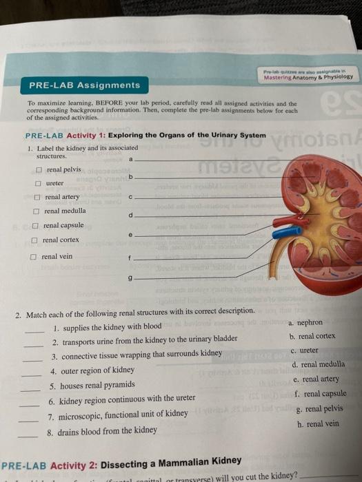 Solved Preberite Mastering Anatomy Physiology PRE-LAB | Chegg.com