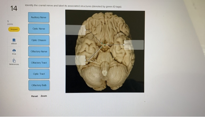 Solved Identify the cranial nerve and label its associated | Chegg.com