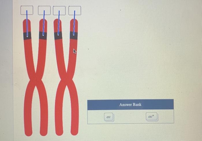 Solved In German cockroaches, curved wings (cv) are | Chegg.com