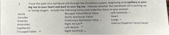 Solved 1. Trace the path of a red blood cell through the | Chegg.com