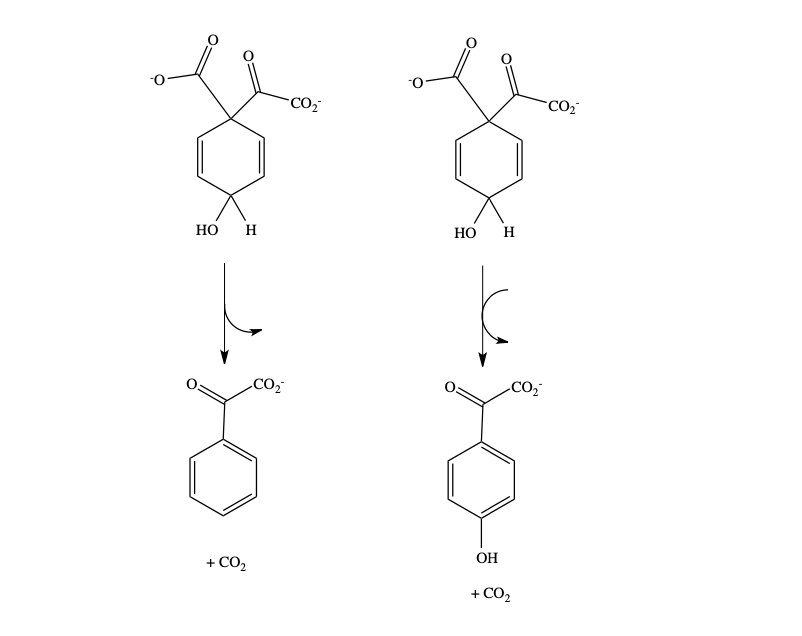 The decarboxylation of prephenate yields | Chegg.com