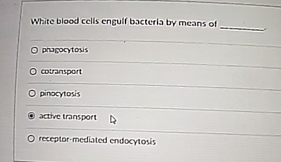 Solved White blood cells engulf bacteria by means of | Chegg.com