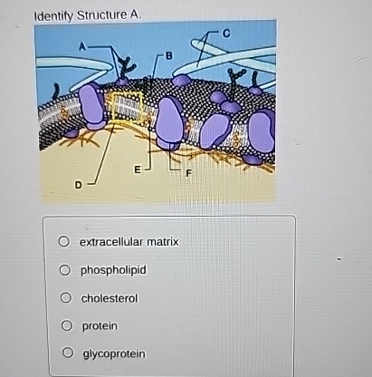 Solved Identifu Structure A. ﻿extracellular matrix | Chegg.com