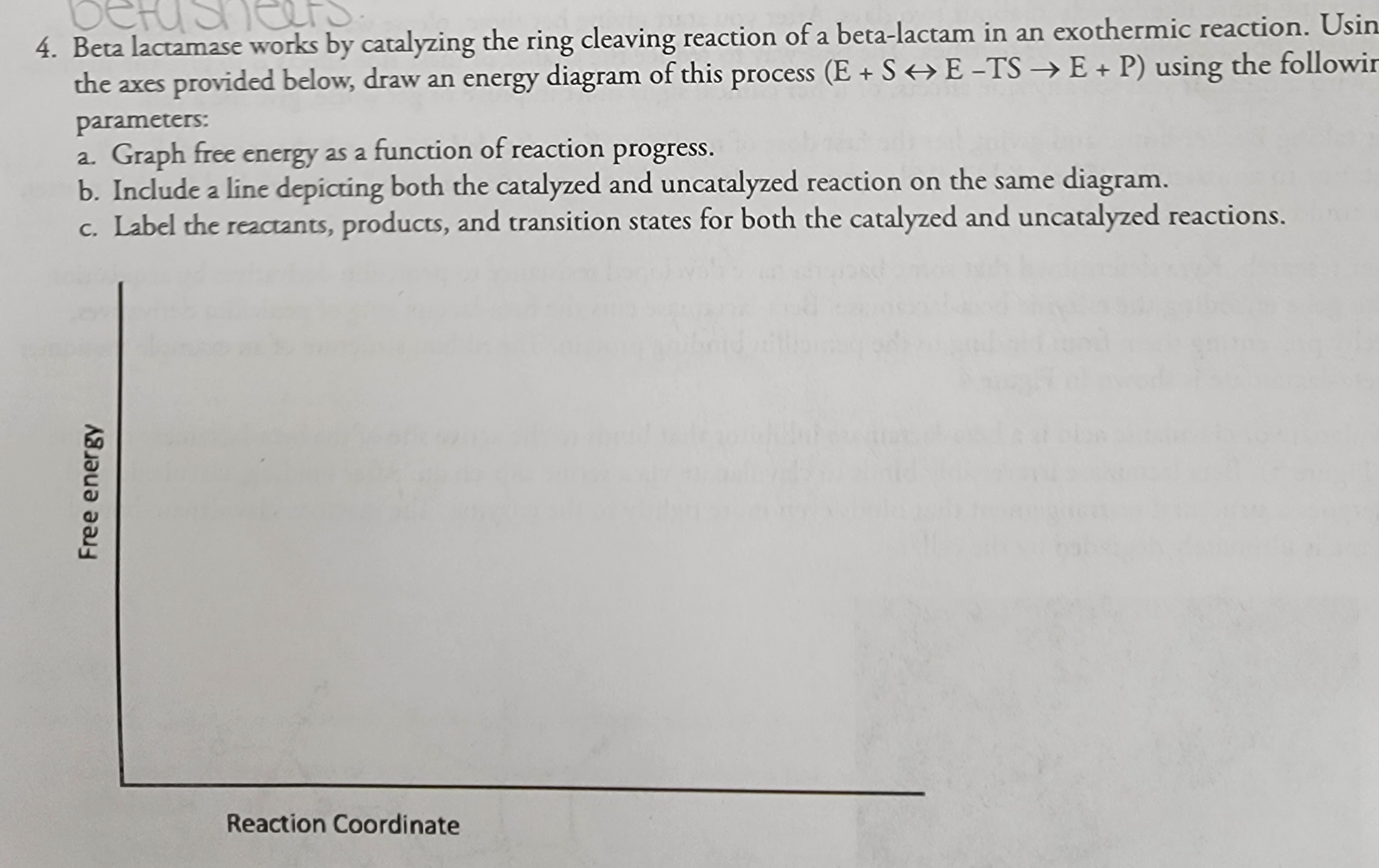 Solved 4. ﻿Beta lactamase works by catalyzing the ring | Chegg.com
