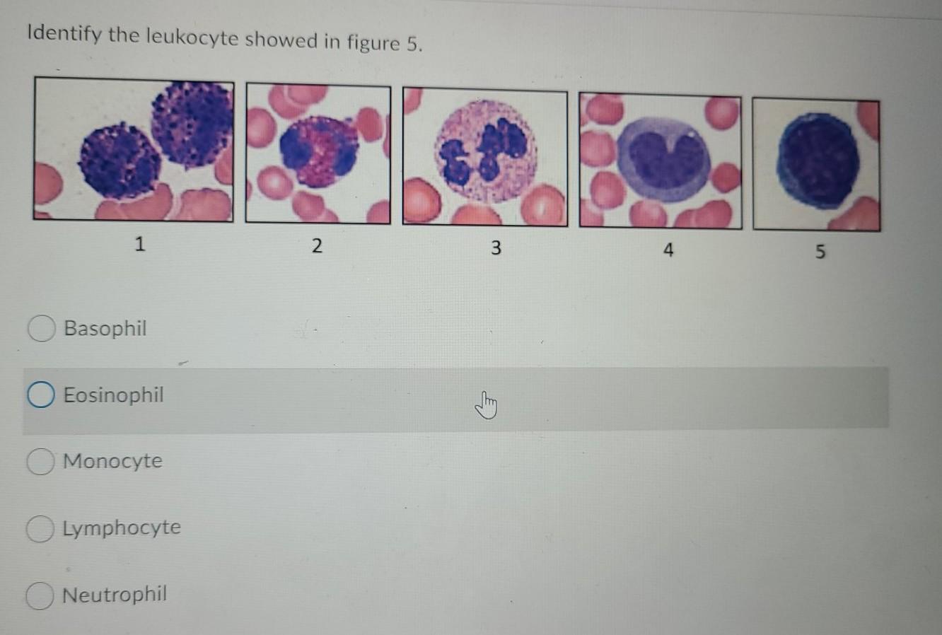 Solved Identify the leukocyte showed in figure 5. 1 2 3 4 5 | Chegg.com